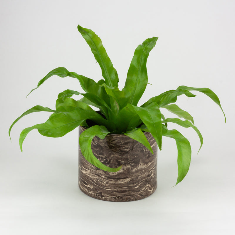 Plant Pots | Henry Holland Studio