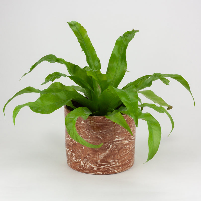 Plant Pots | Henry Holland Studio